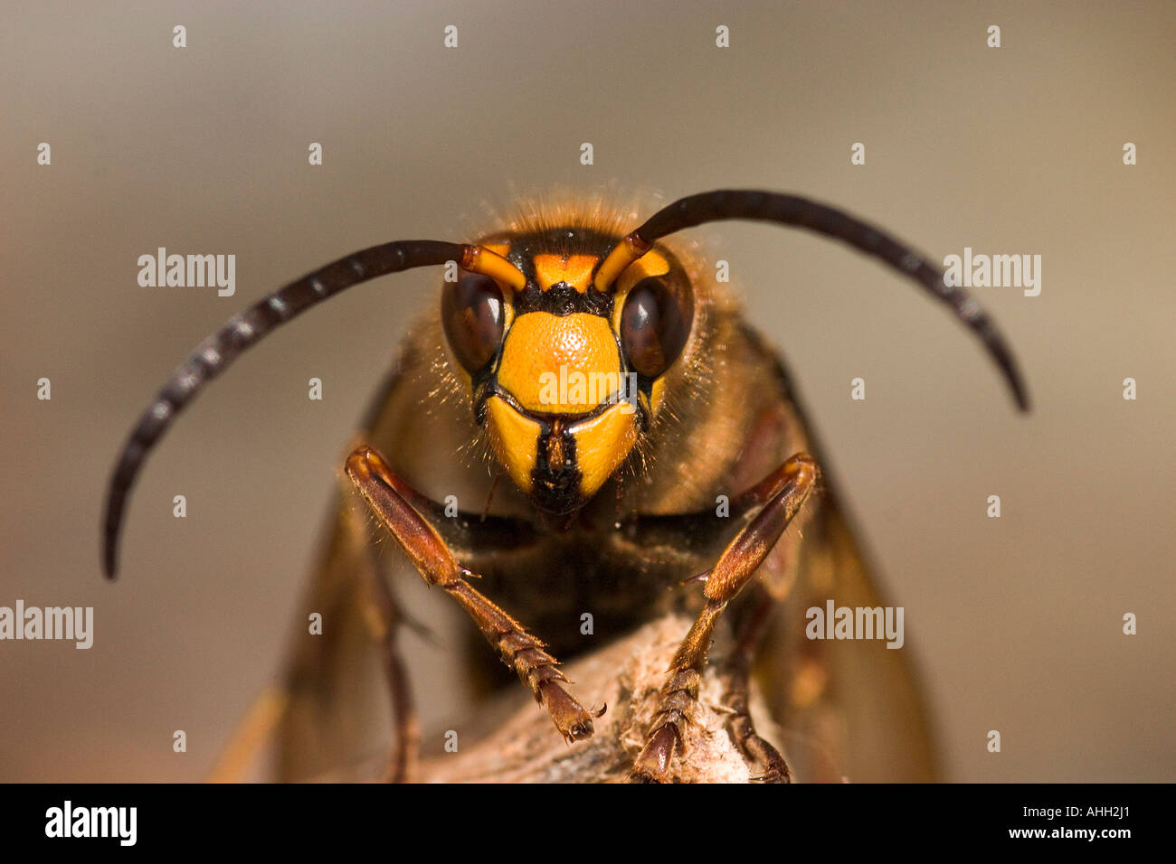 Vespidae wasps hi-res stock photography and images - Alamy