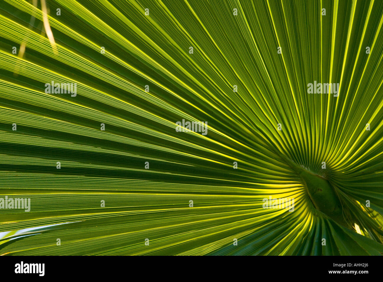 palm leaf, detail Stock Photo - Alamy