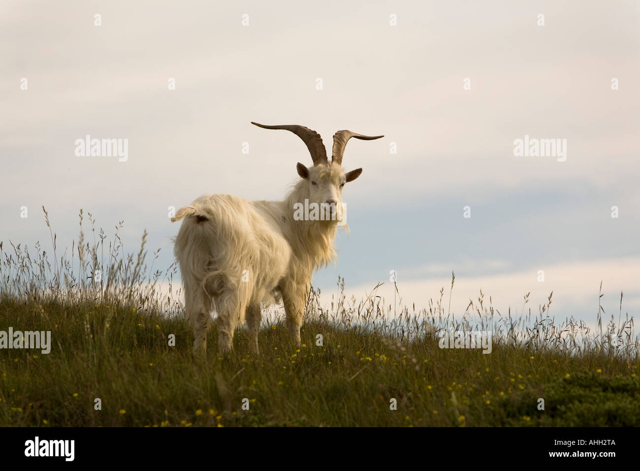 Wild Kashmir goats in great Orme, Llandudno, Wales, England Stock Photo ...