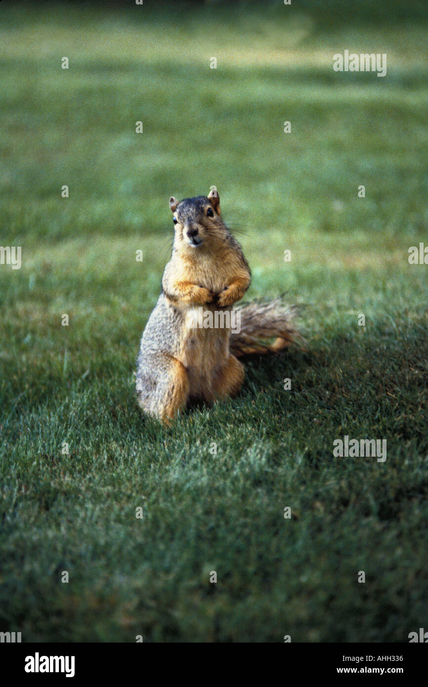 Squirrel Standing on Grass Stock Photo - Alamy