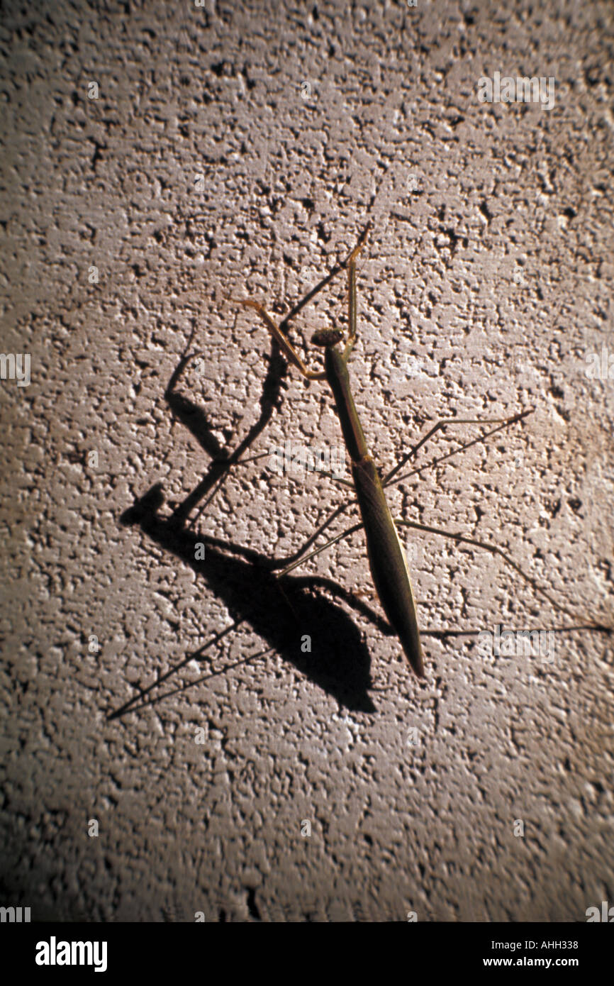 Praying Mantis on Cement Wall Stock Photo - Alamy