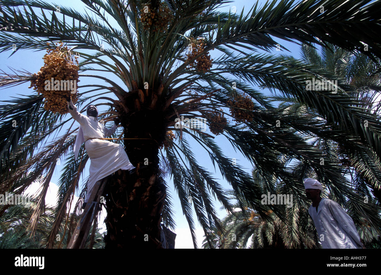 SAUDI ARABIA Harvesting dates in Najran Stock Photo - Alamy