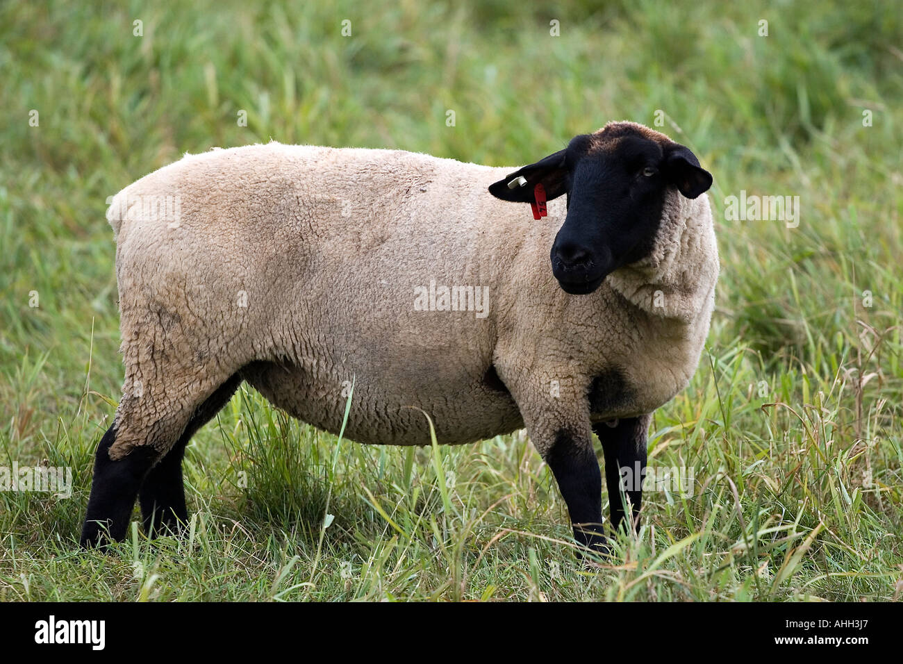 German sheep with black head Stock Photo - Alamy
