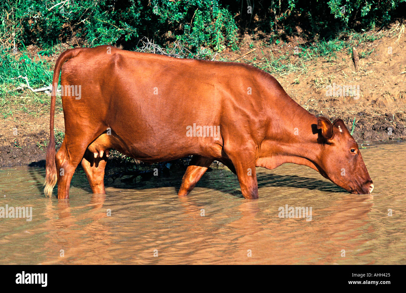 Bonsmara Cow High Resolution Stock Photography and Images - Alamy