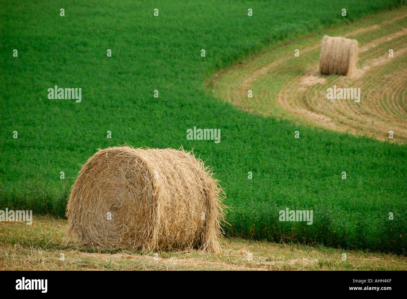 Circular Hay Bales Stock Photo - Alamy