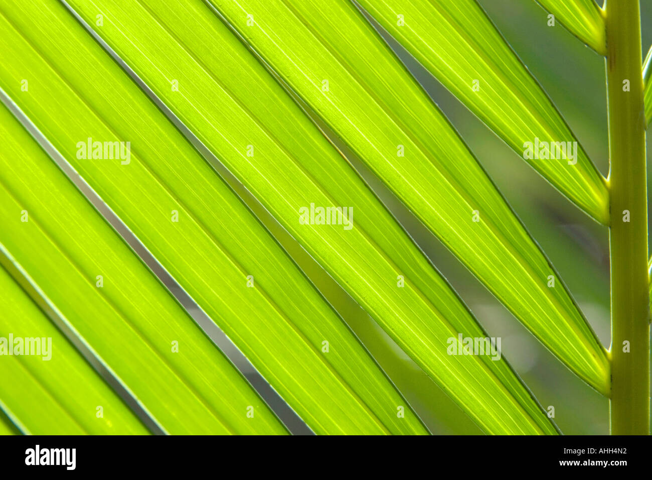 Palm Leaf Abstract Stock Photo - Alamy