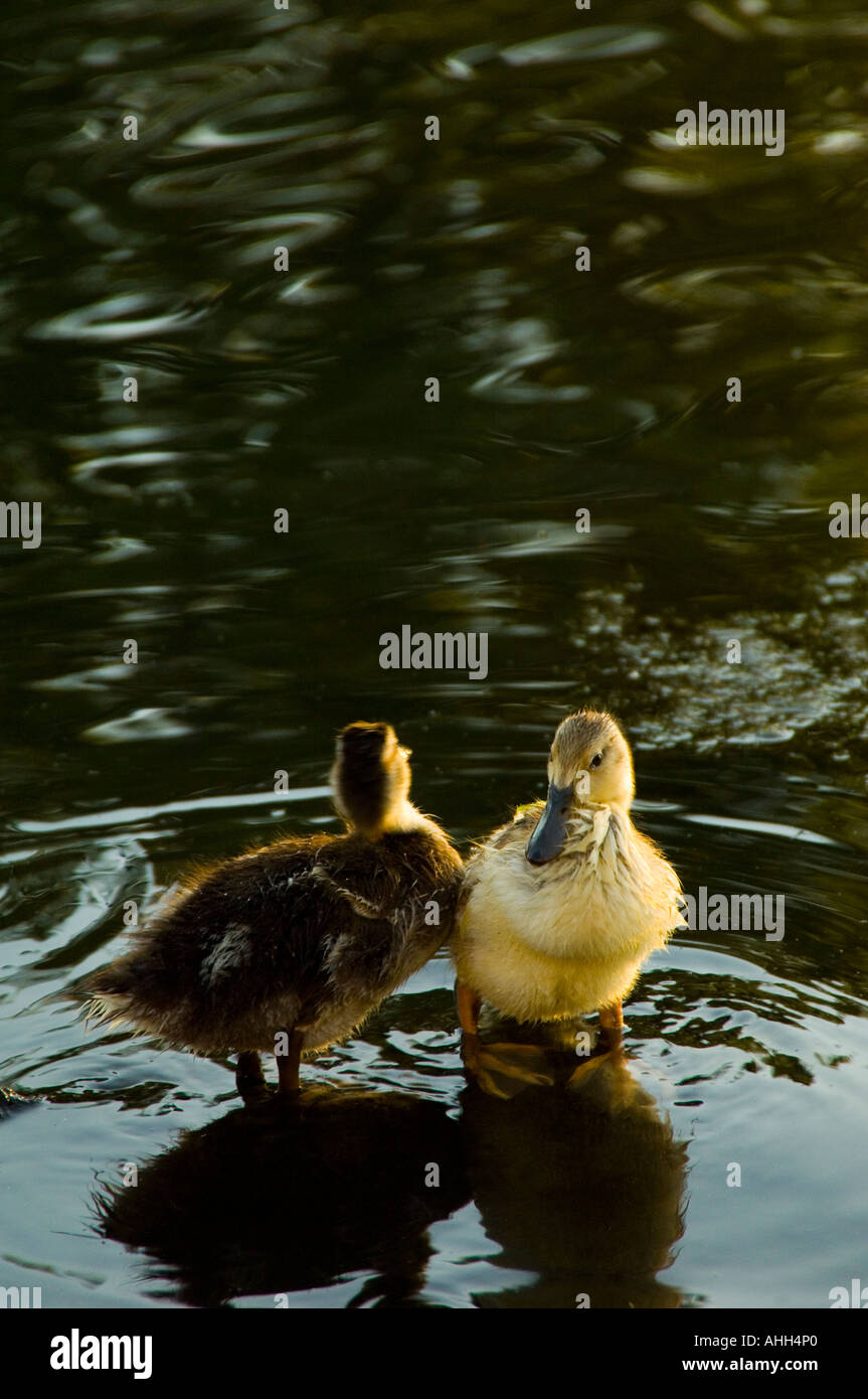ducklings standing opposite each other Stock Photo - Alamy