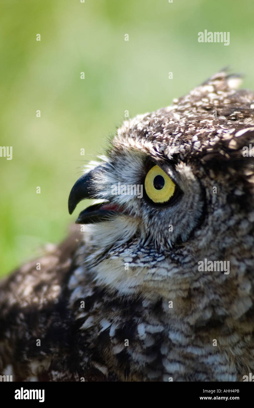 Side view of an Eagle owl Stock Photo - Alamy