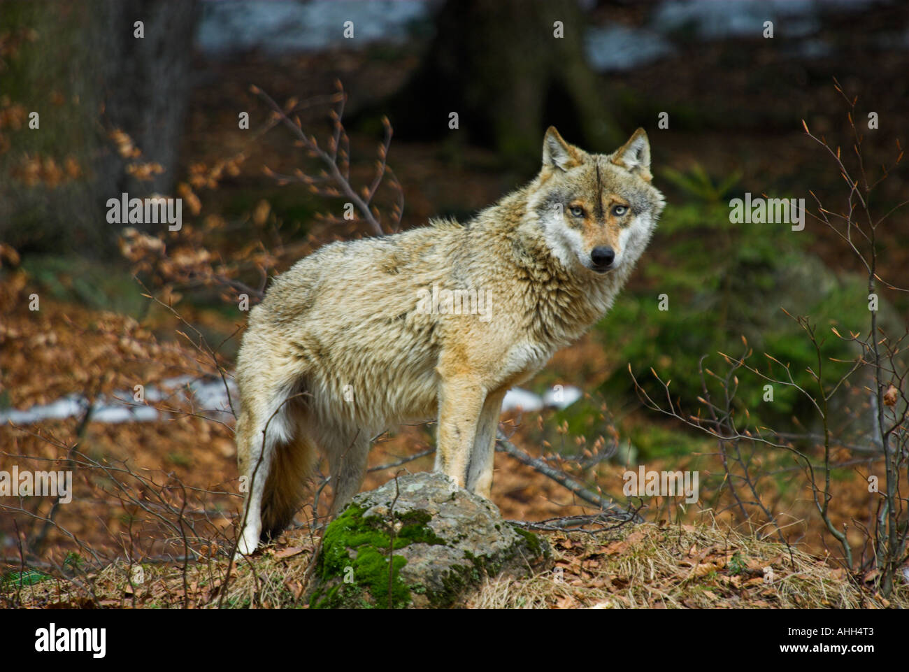 GRAY WOLF, CANIS LUPUS Stock Photo - Alamy
