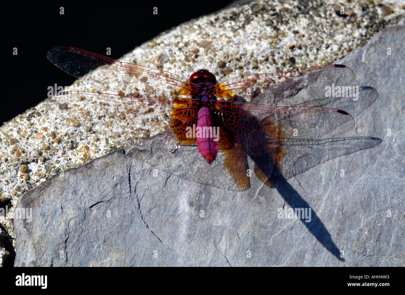 Purple dragonfly on a rock Stock Photo - Alamy