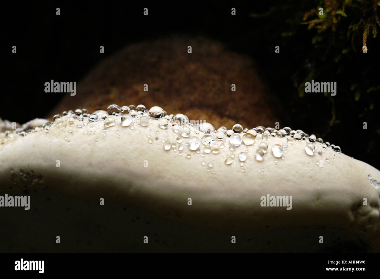 water drops on a mushroom Stock Photo - Alamy