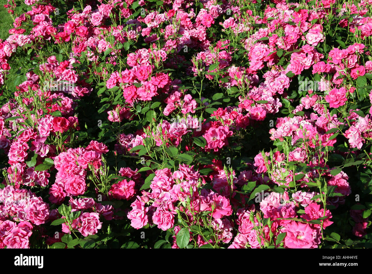 Pink Roses in Rose Garden in Bden Baden, Germany Stock Photo - Alamy