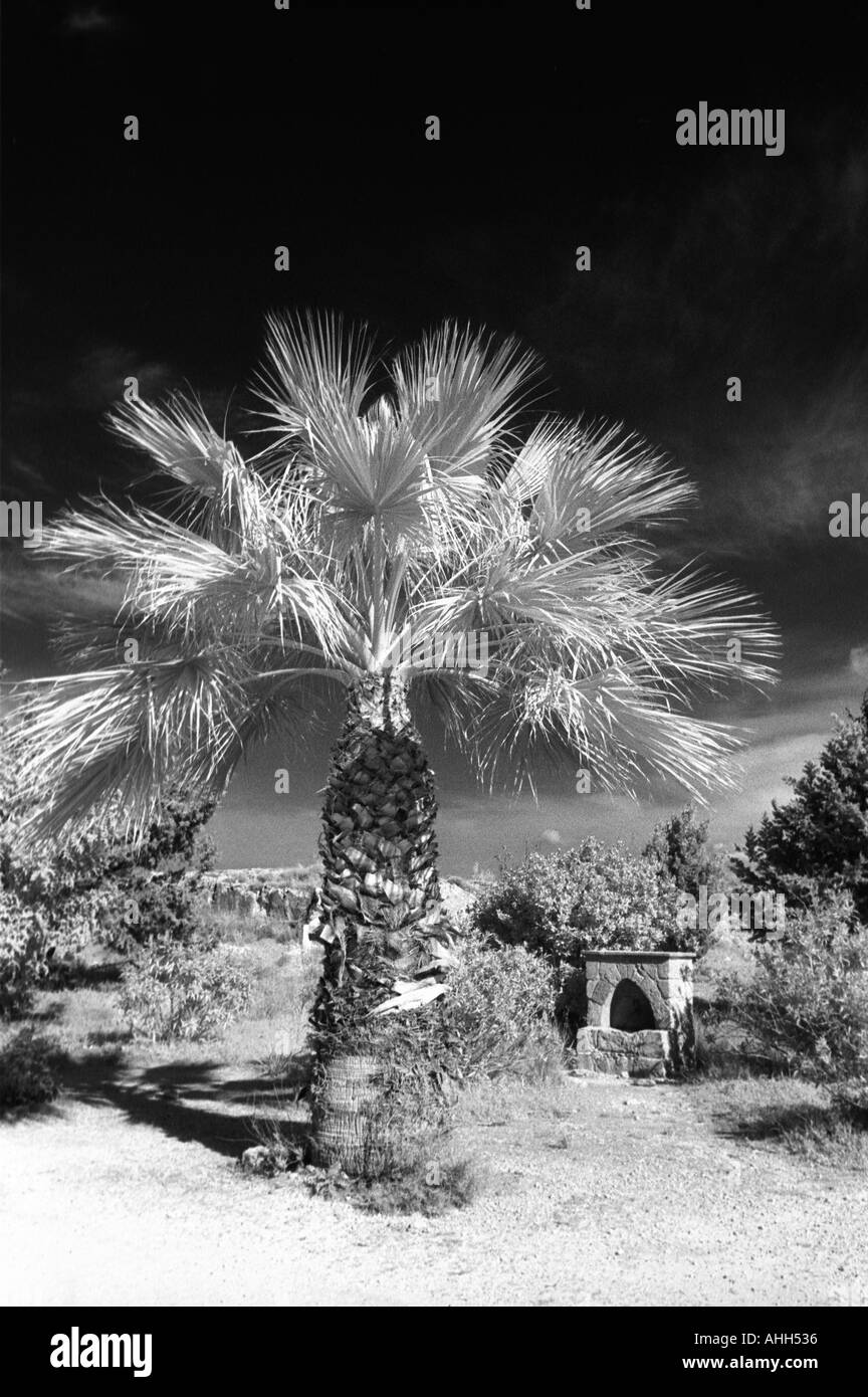 Palm oil products and palm tree hi-res stock photography and images - Alamy