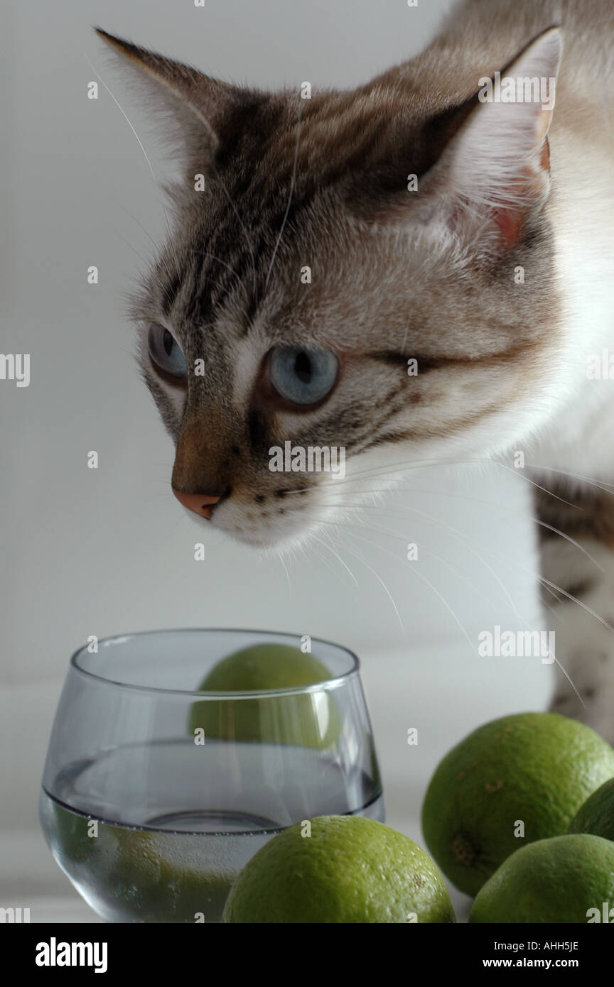 Cat smelling a glass surrounded by lemons Stock Photo - Alamy
