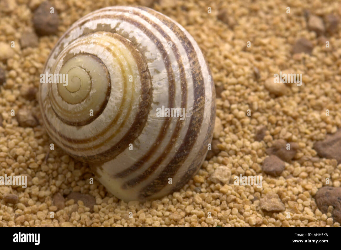 Snail Shell on sand Stock Photo - Alamy