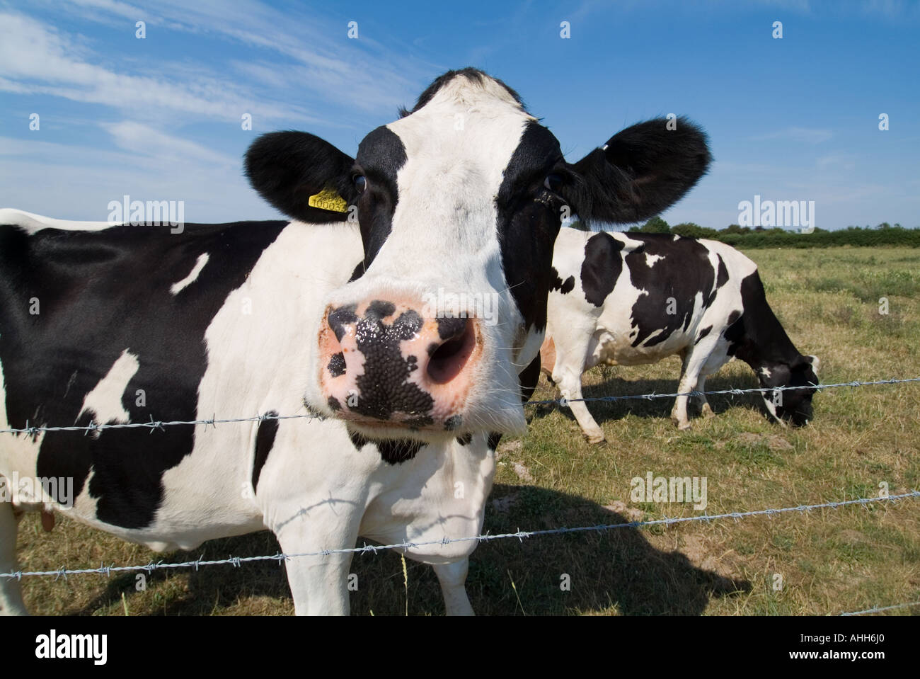 close up of a cow Stock Photo - Alamy