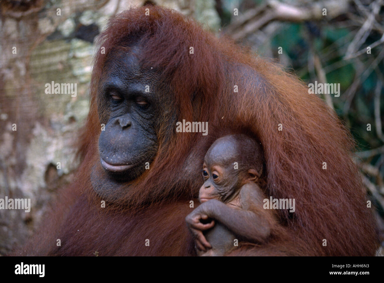Asian apes hi-res stock photography and images - Alamy