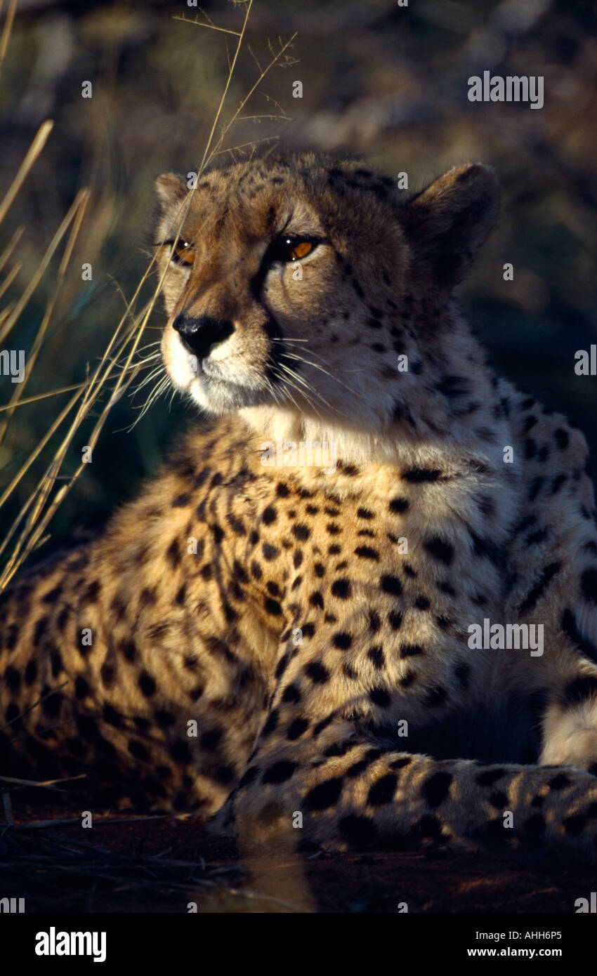 ANIMALS Big Cats Cheetah Stock Photo - Alamy