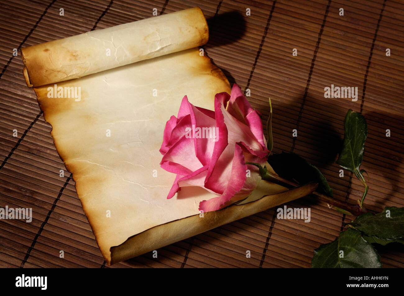 Pink rose on aged parchment paper Stock Photo - Alamy