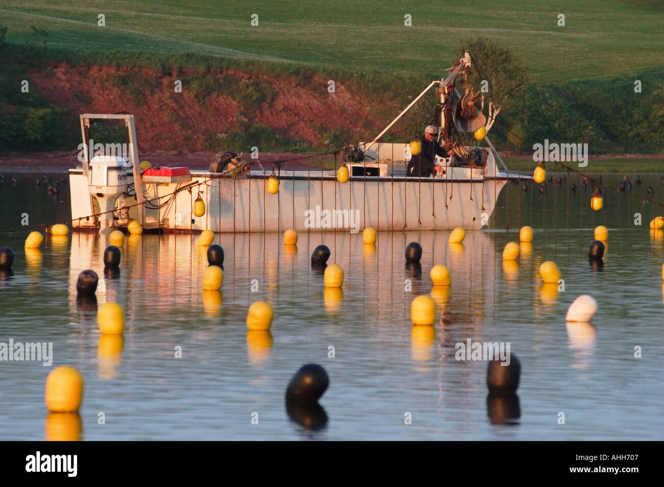 Mussel farmer cleans spat lines French River Prince Edward Island ...