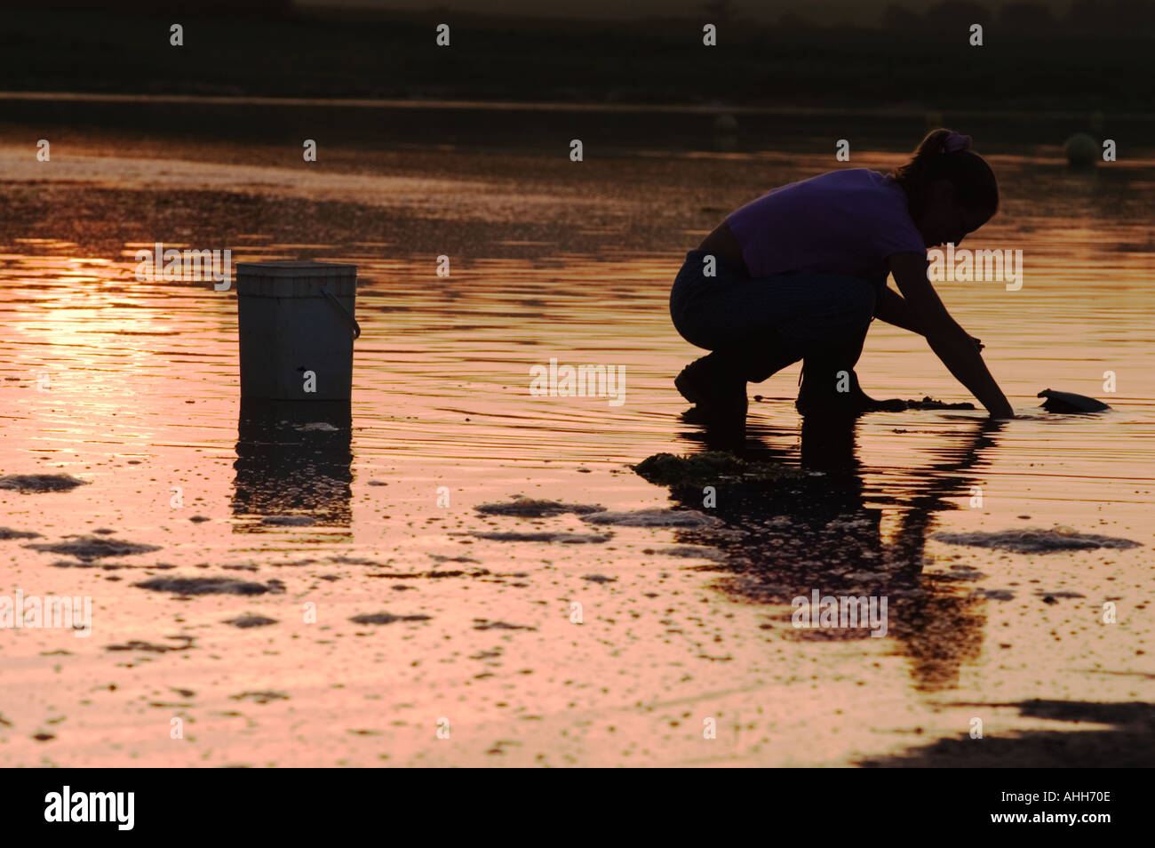Woman Digging Clams High Resolution Stock Photography and Images - Alamy