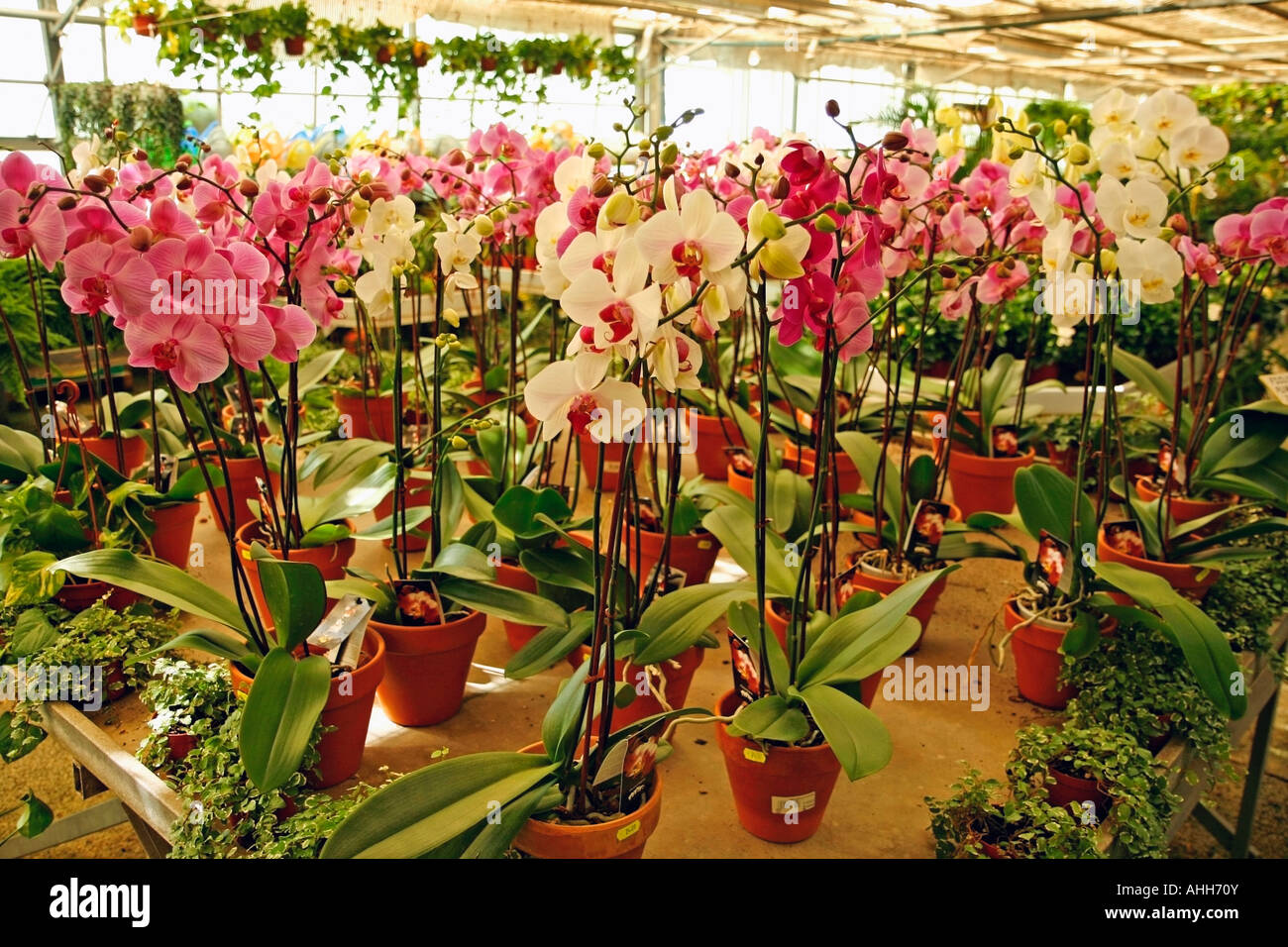 Orchids stand hi-res stock photography and images - Alamy