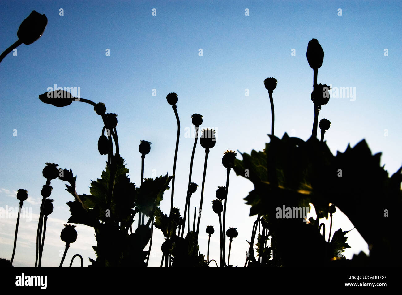 Source of opium drug hi-res stock photography and images - Alamy