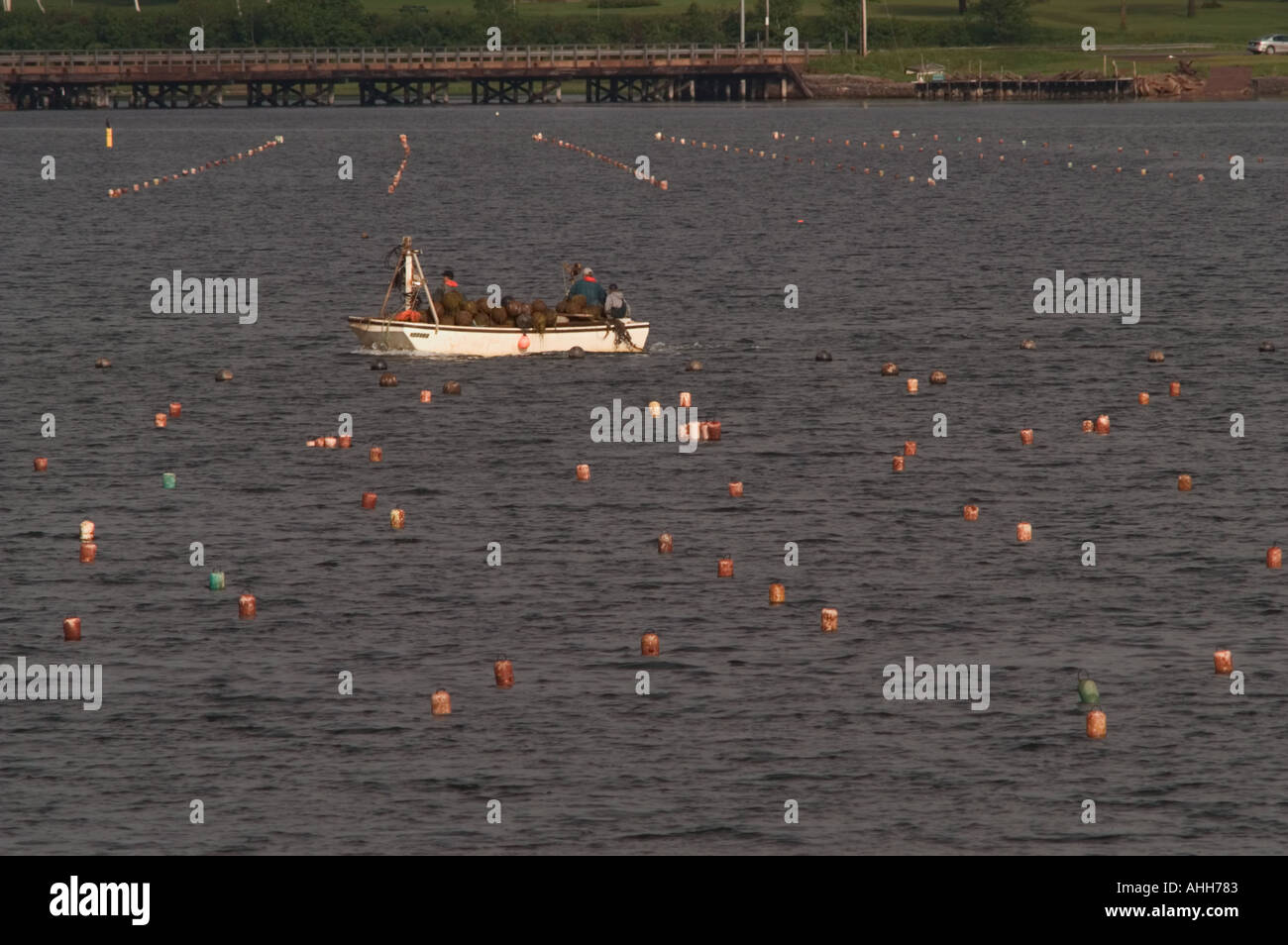 Mussel lines hi-res stock photography and images - Alamy