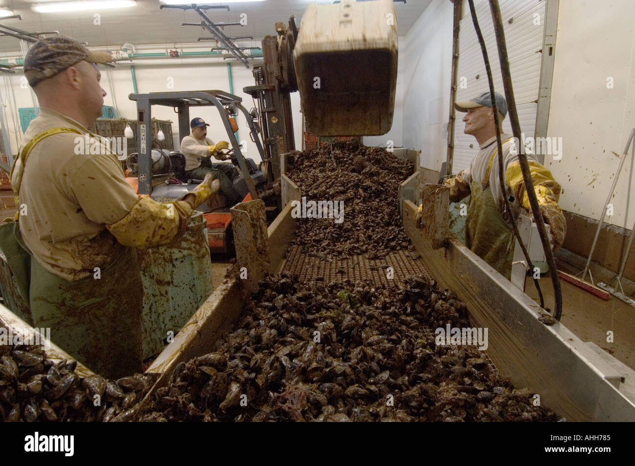 Fish processing canada hi-res stock photography and images - Alamy