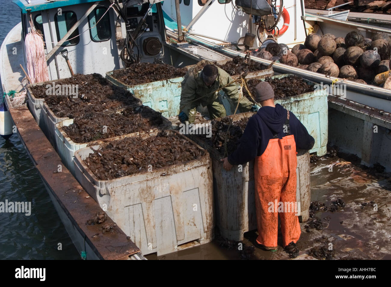 Mussels processing plant hi-res stock photography and images - Alamy