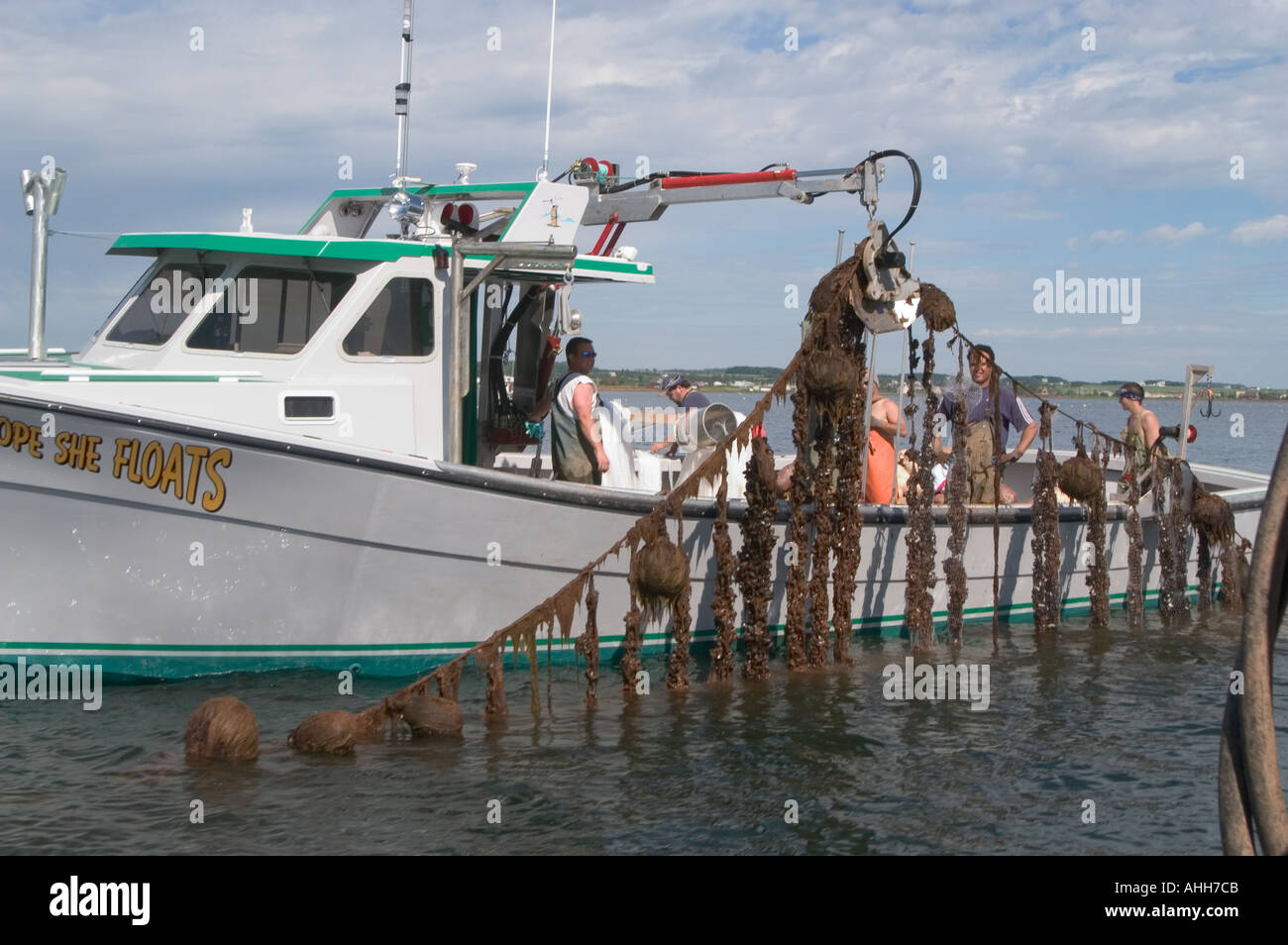 Harvesting mussels which are growing in socks, Rustico, Prince Edward ...