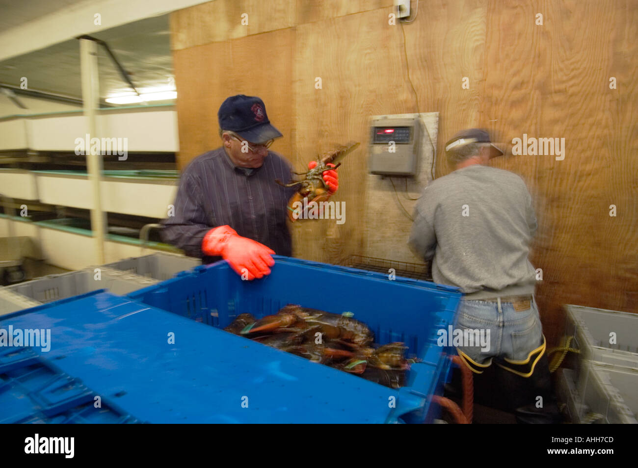 Sorting and packing big lobsters from Bay of Fundy Grand Manan Island ...