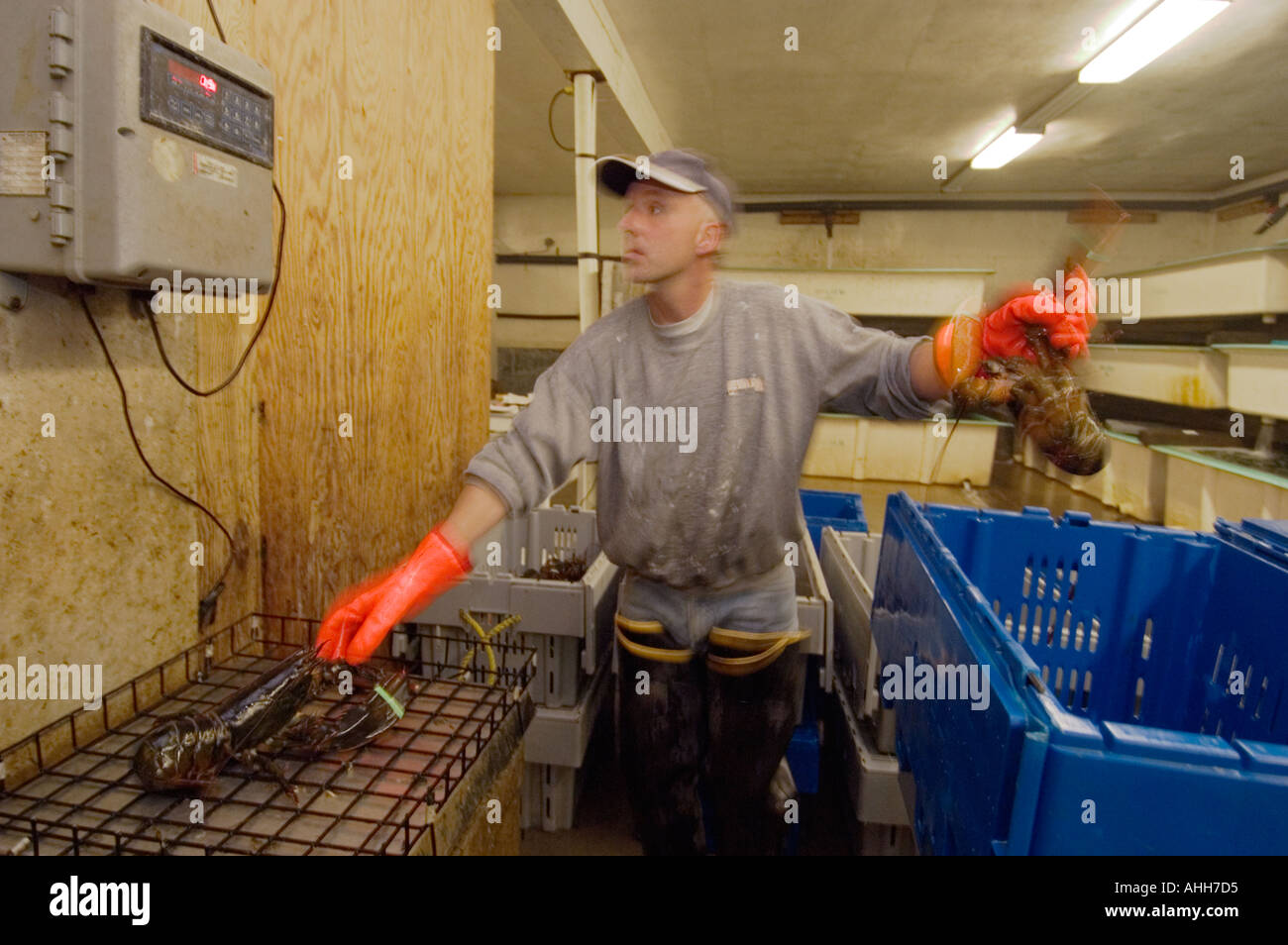 Sorting lobsters hi-res stock photography and images - Alamy