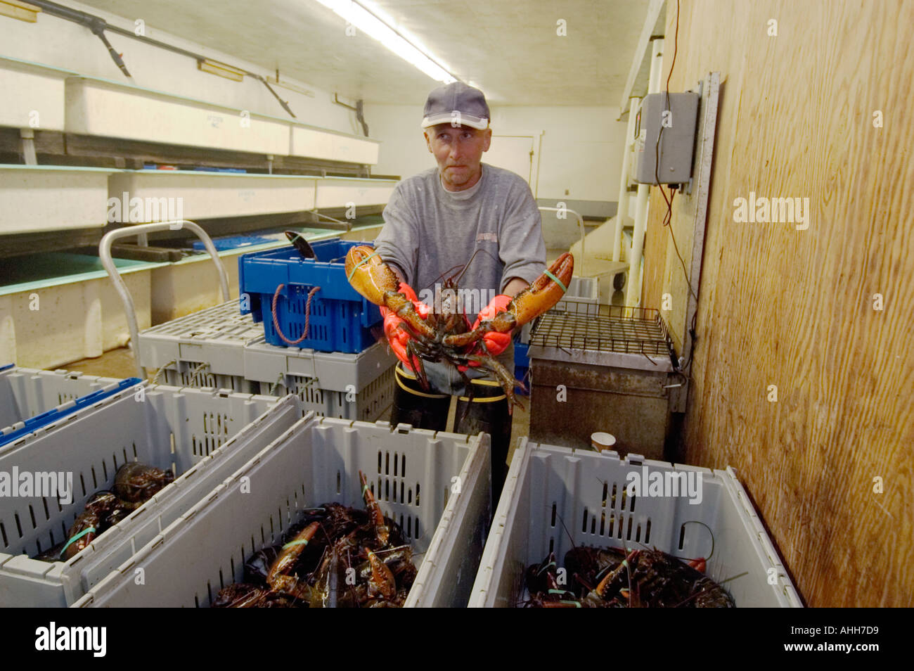 Giant lobster claw hi-res stock photography and images - Alamy