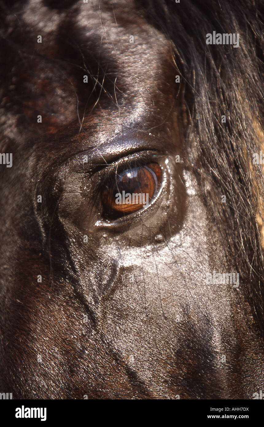 Friesian horse - eye Stock Photo - Alamy