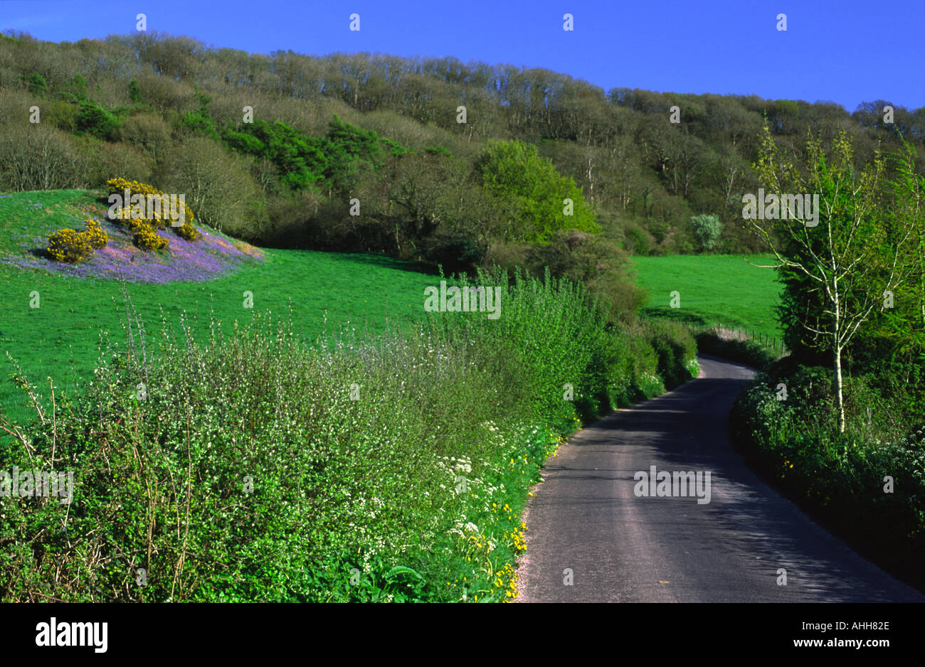 North Dorset country road in springtime England UK Stock Photo - Alamy