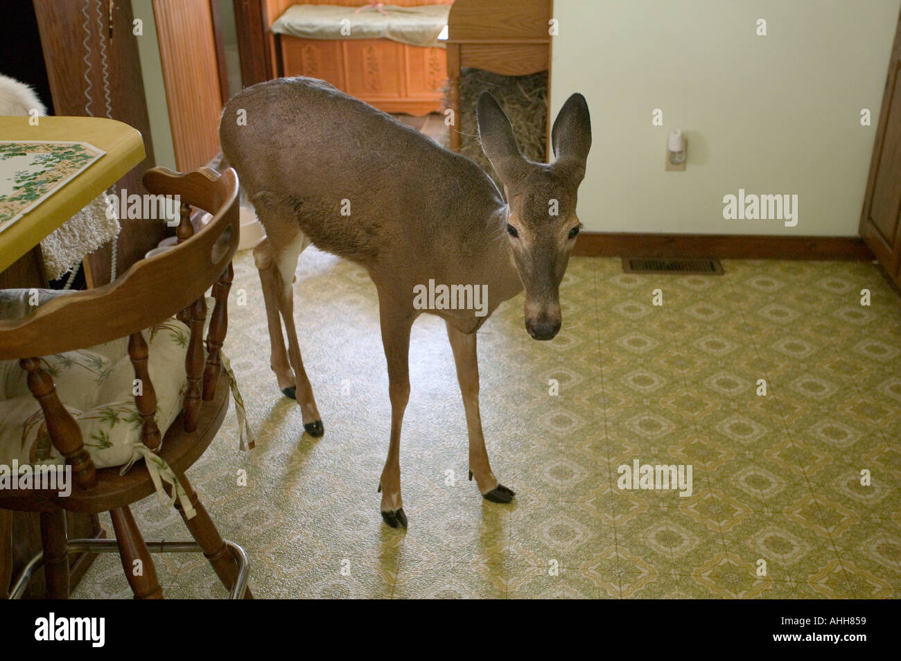 Pet deer in the kitchen upstate New York Stock Photo - Alamy