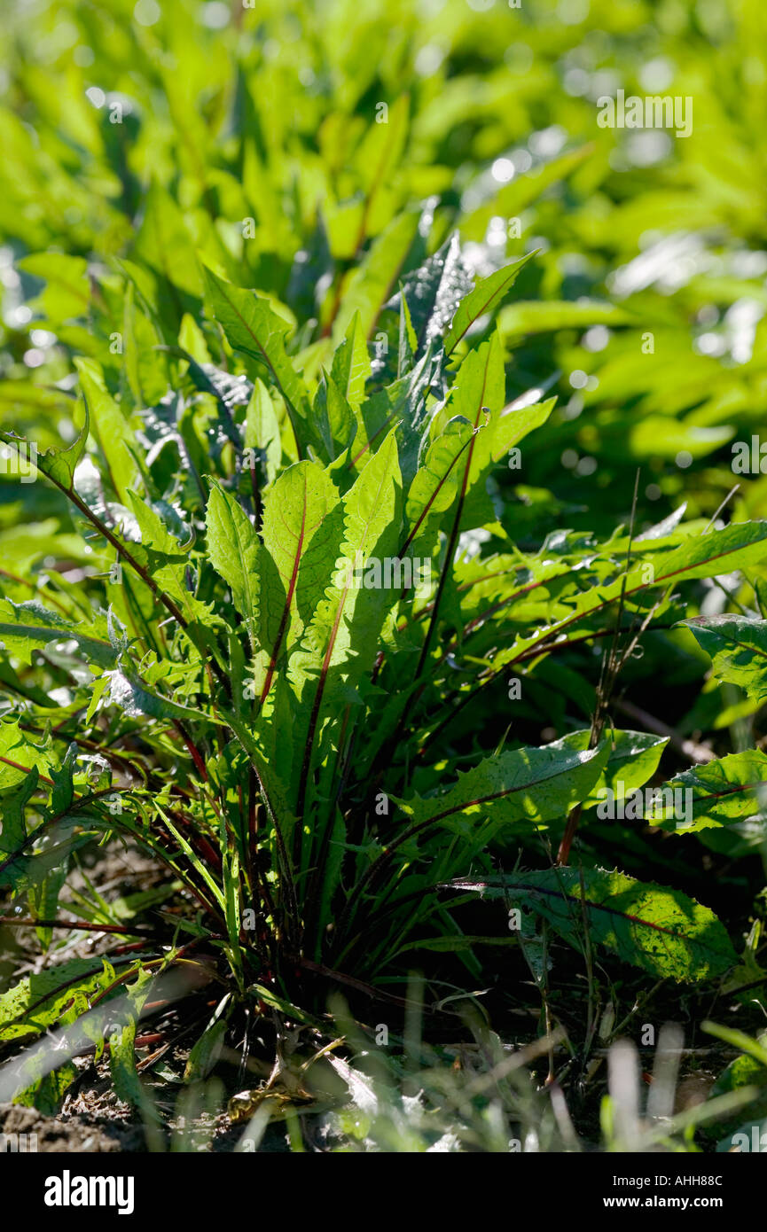 Red rib dandelion hi-res stock photography and images - Alamy