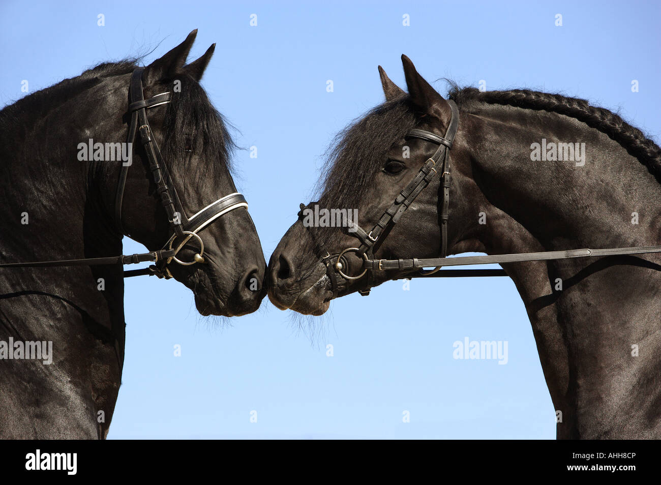 two Friesian horses - portrait Stock Photo - Alamy