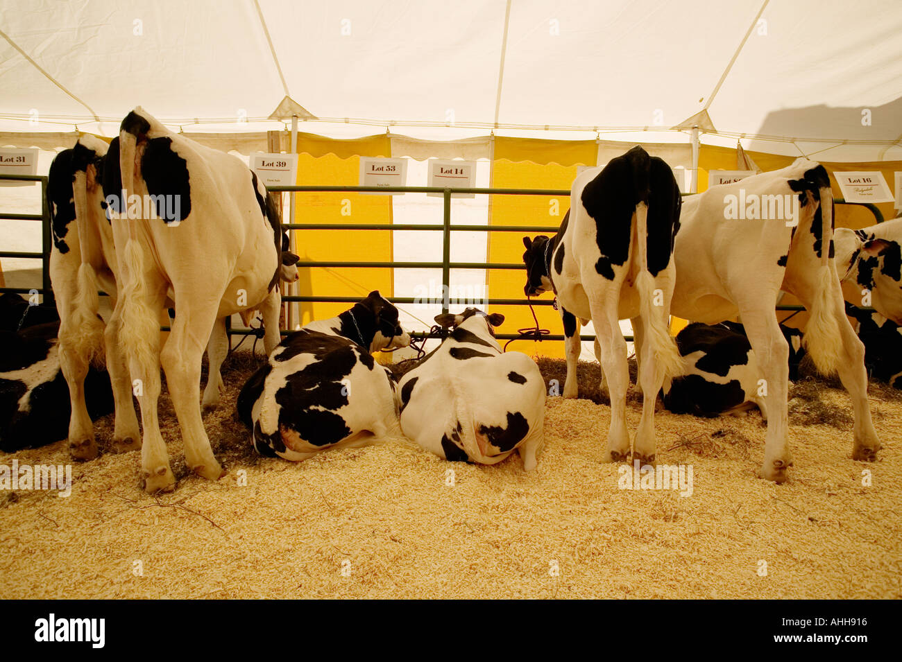 Cows under a tent at a cattle auction upstate New York Stock Photo - Alamy