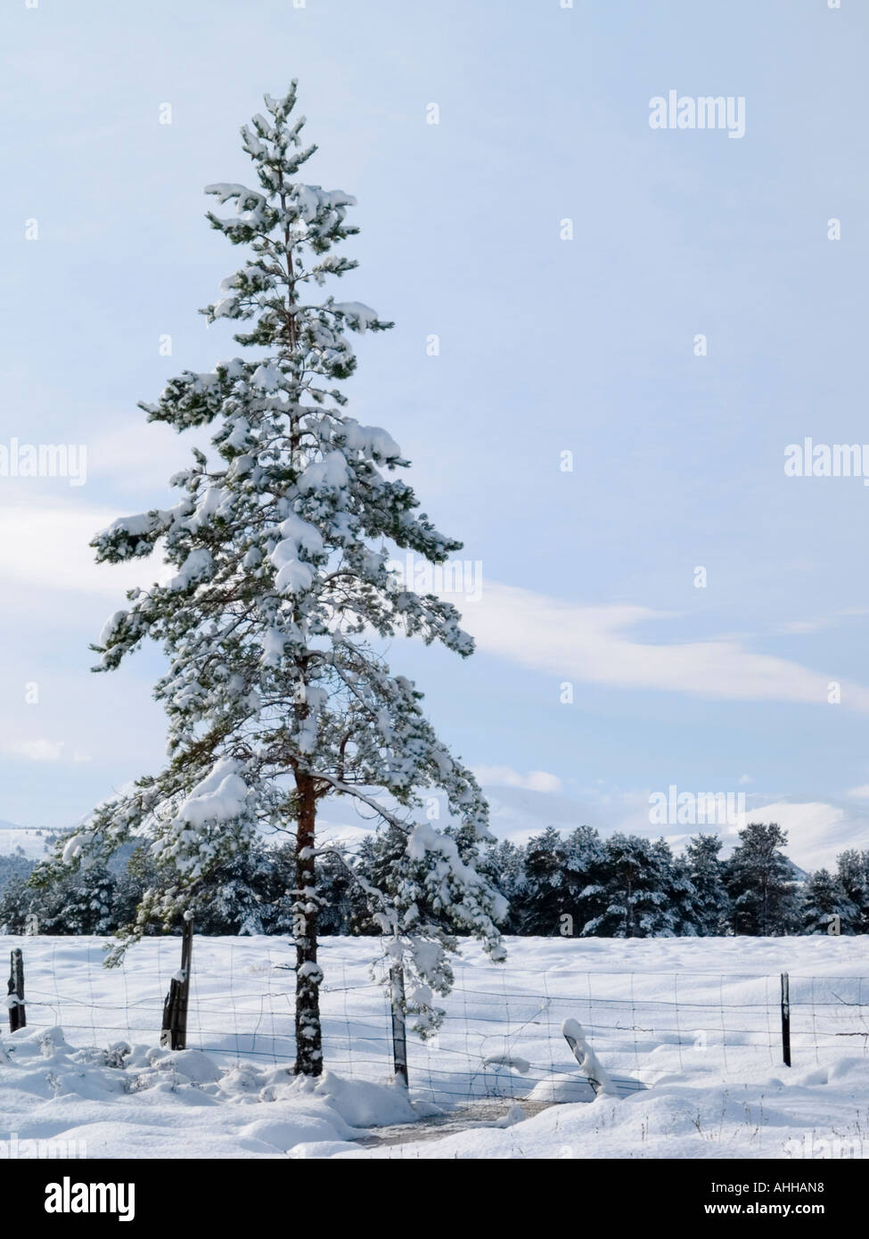One fir tree High Resolution Stock Photography and Images - Alamy