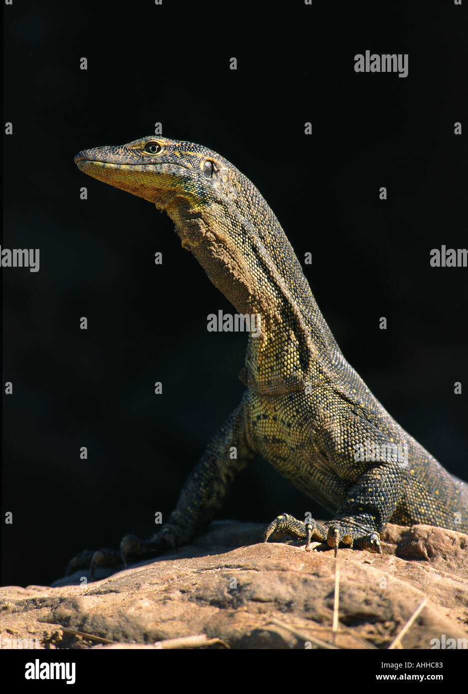 Mertens Water Monitor Kimberley Western Australia Stock Photo - Alamy