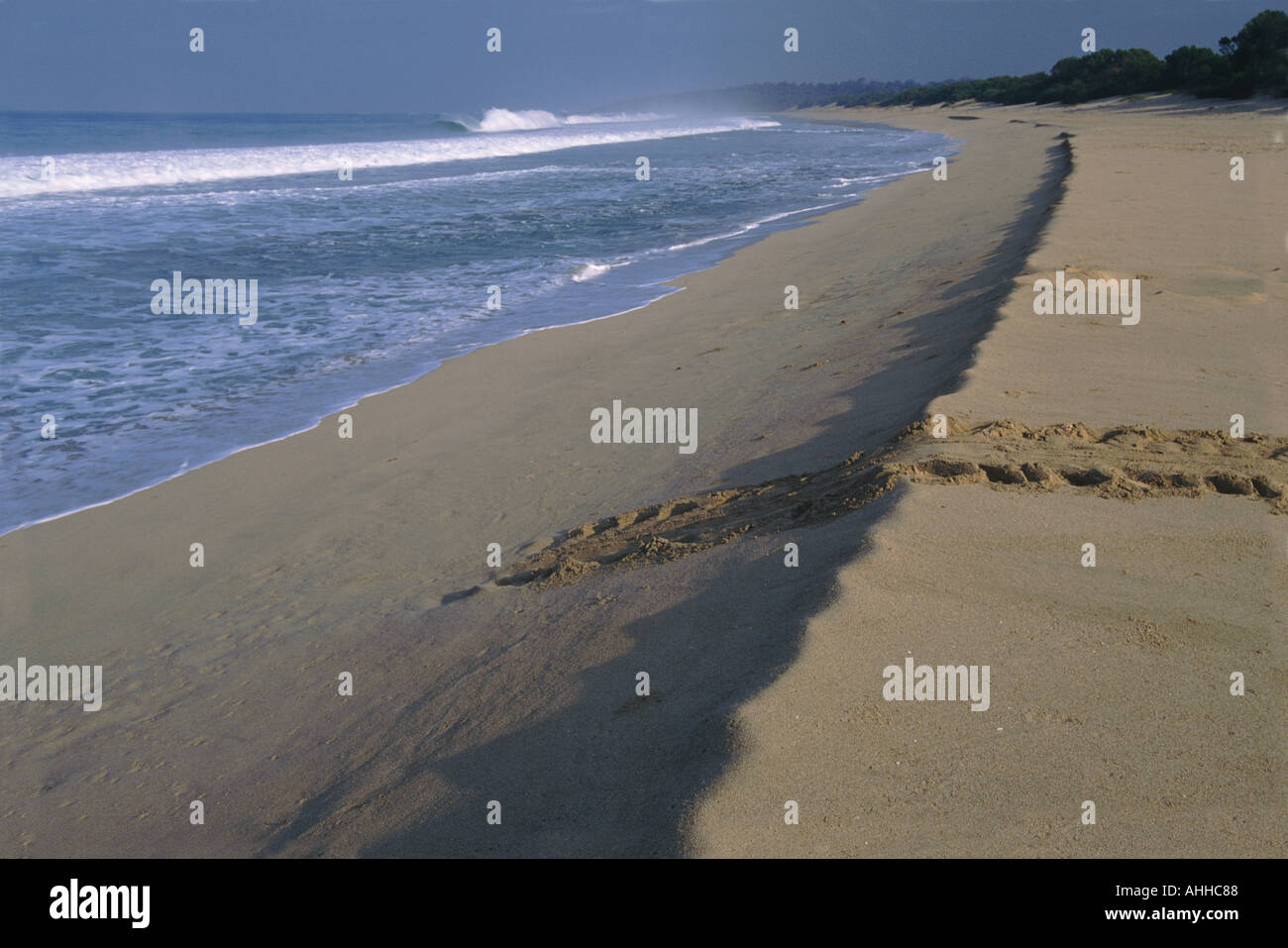 Green sea turtle tracks heading back to sea Stock Photo - Alamy