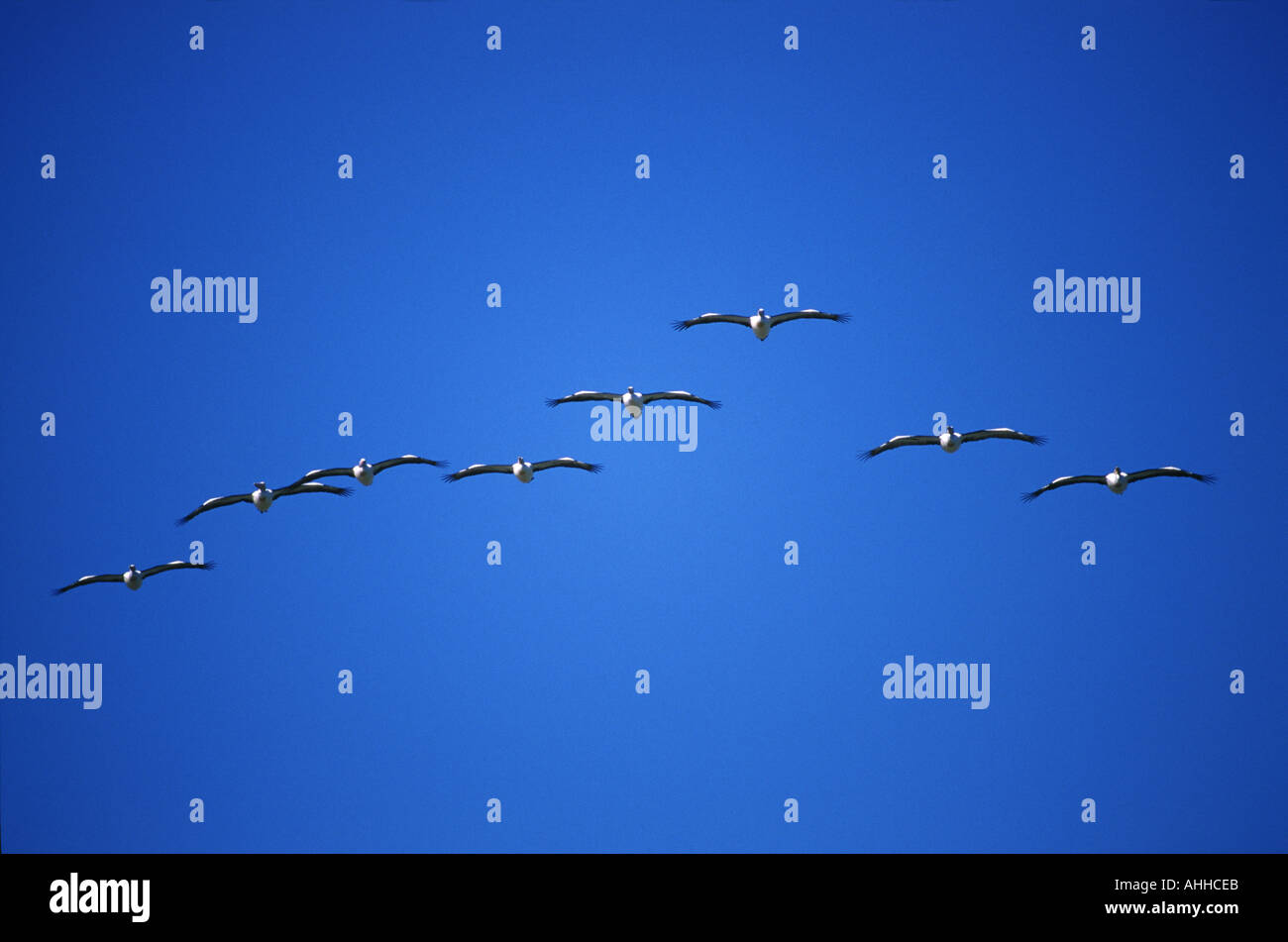 Pelicans flying in blue hi-res stock photography and images - Alamy