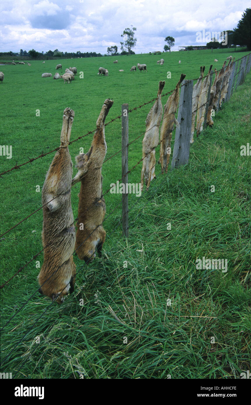 Vulpes vulpes australia hi-res stock photography and images - Alamy