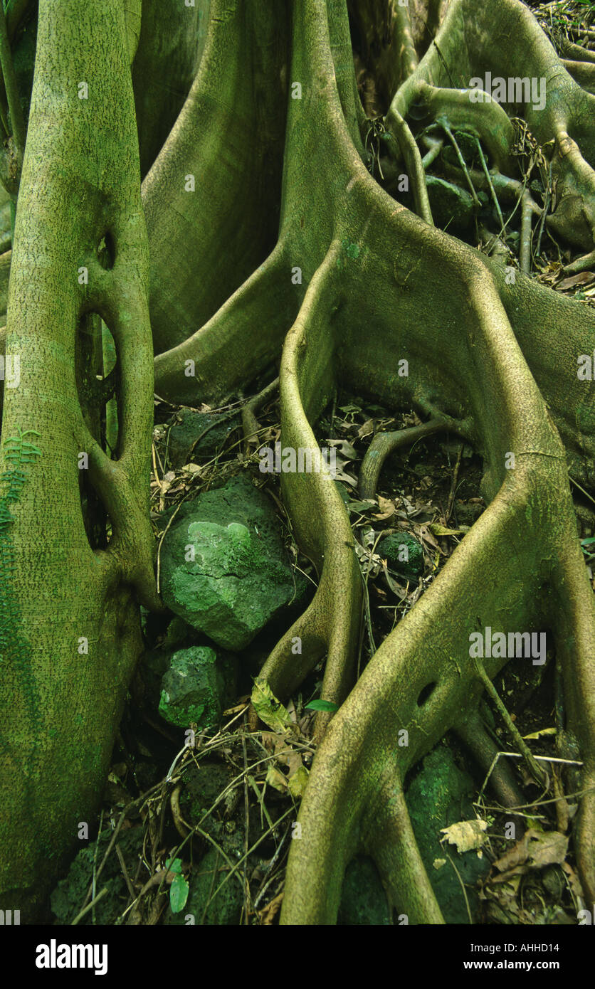 Large butress roots of rainforest tree Queensland Australia Stock Photo ...