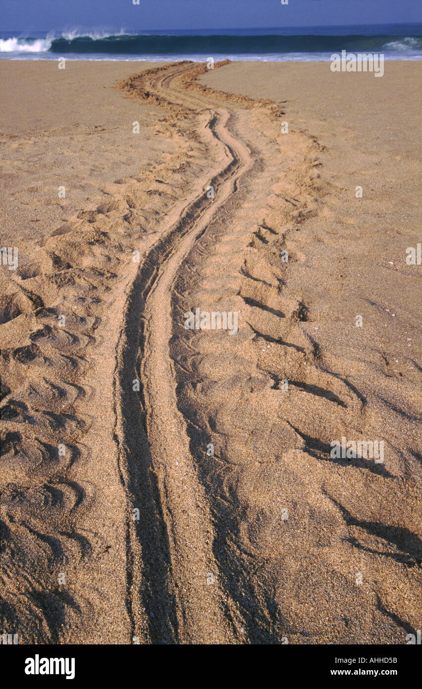 Green Sea Turtle tracks heading back to sea Stock Photo - Alamy