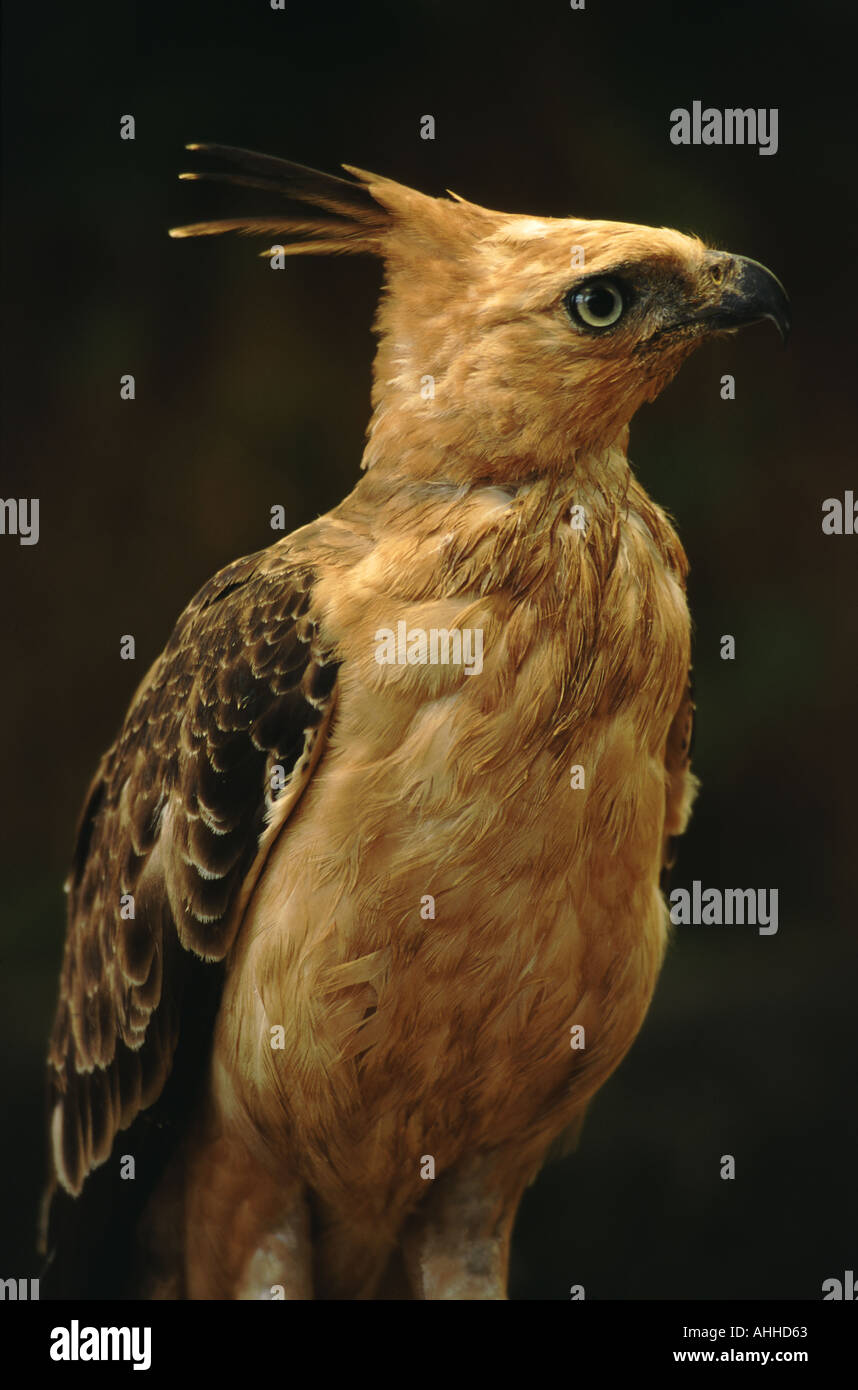 Javan hawk eagle garuda hi-res stock photography and images - Alamy