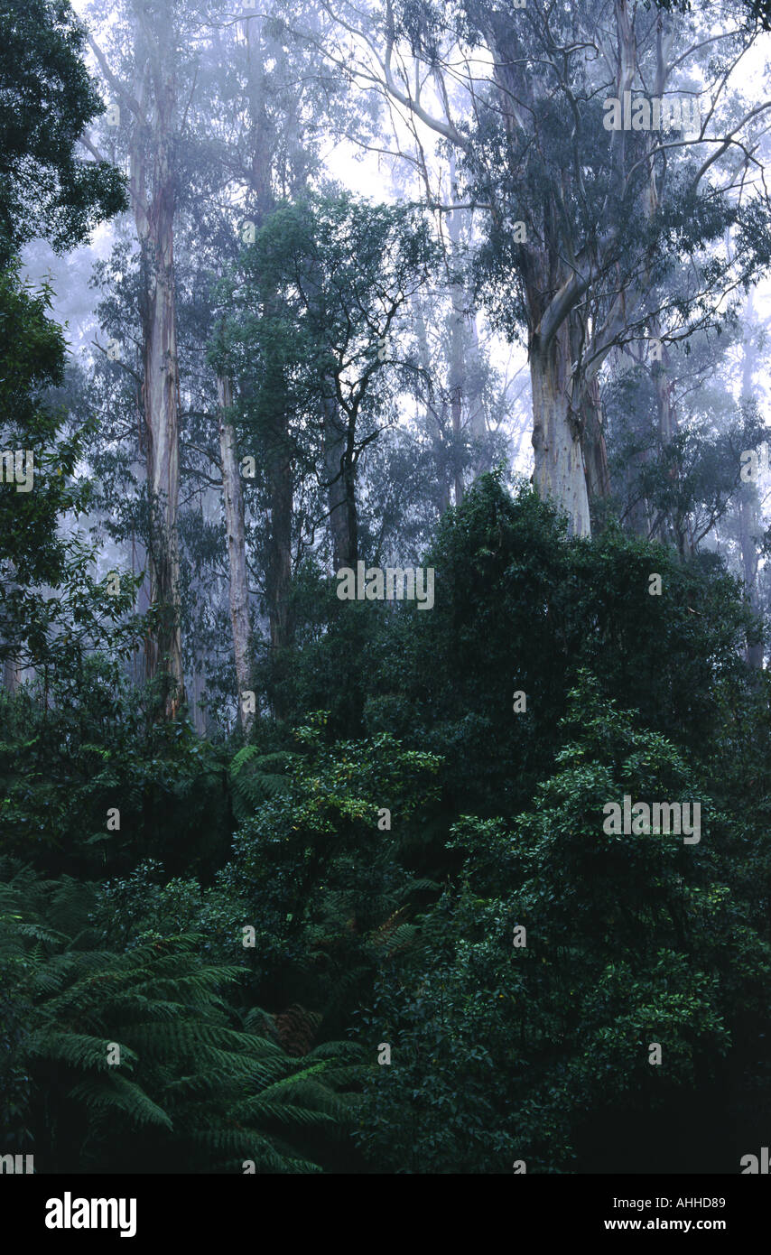Mountain Ash Eucalyputs regnans forest Victoria Australia Stock Photo ...