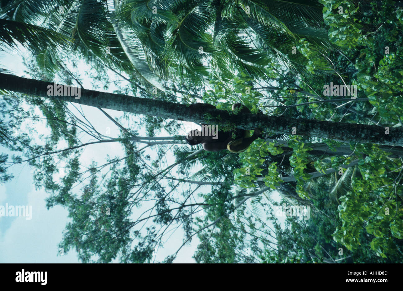 Climbing coconut tree tO collect nuts in Samoa where Coconuts are a ...